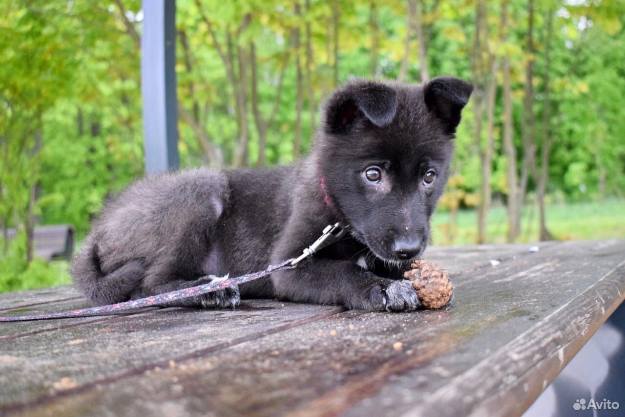 Айка 3 мес в добрые руки