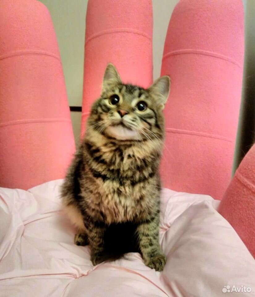 Котенок - совенок Помпошка