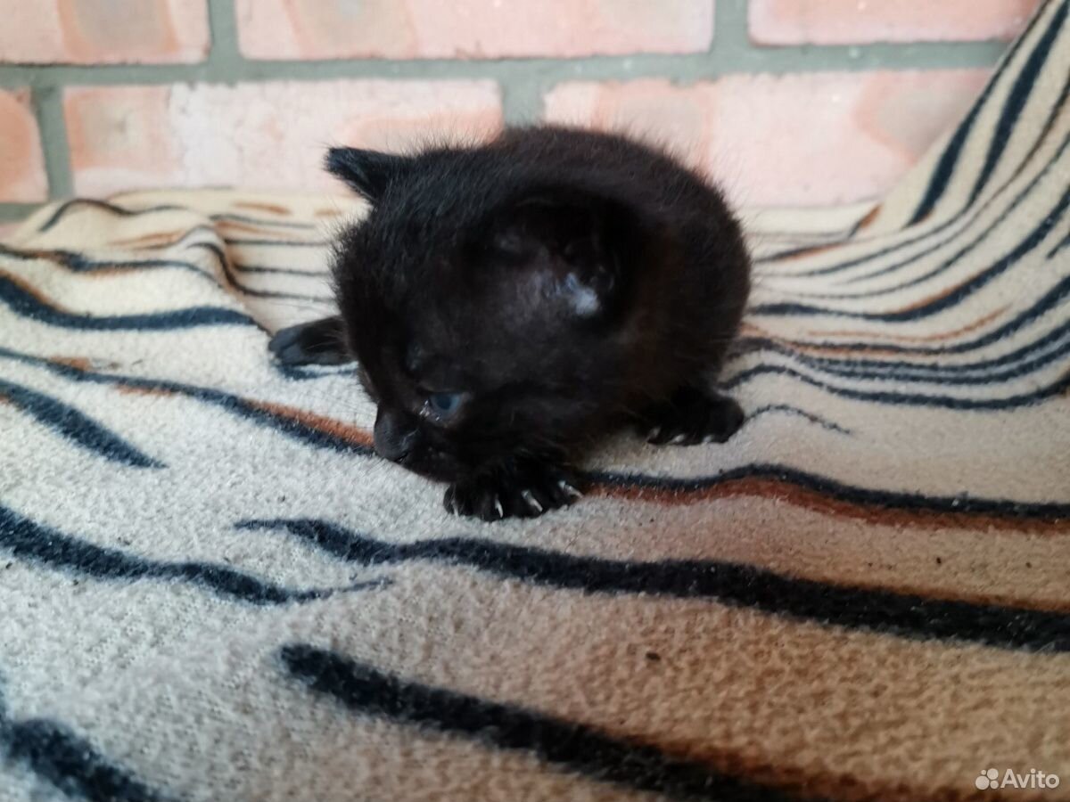 Вислаухий котёнок