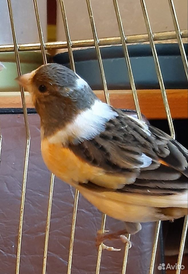 Продам молодую канарейку
