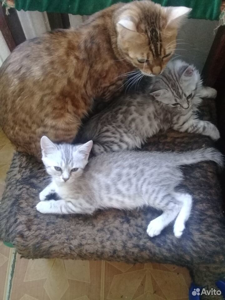 Бенгальчики