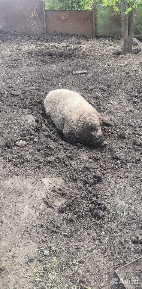 Хряк для племени