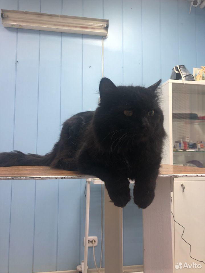 Славный кот Ричард