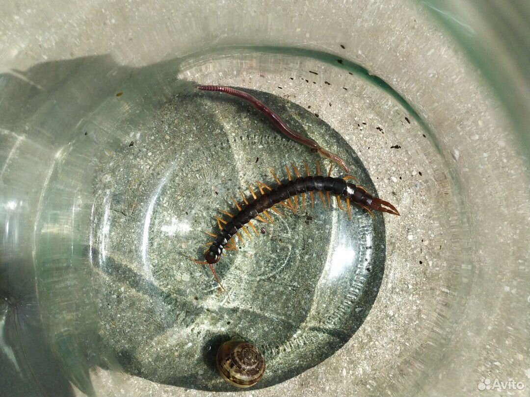 Сколопендра