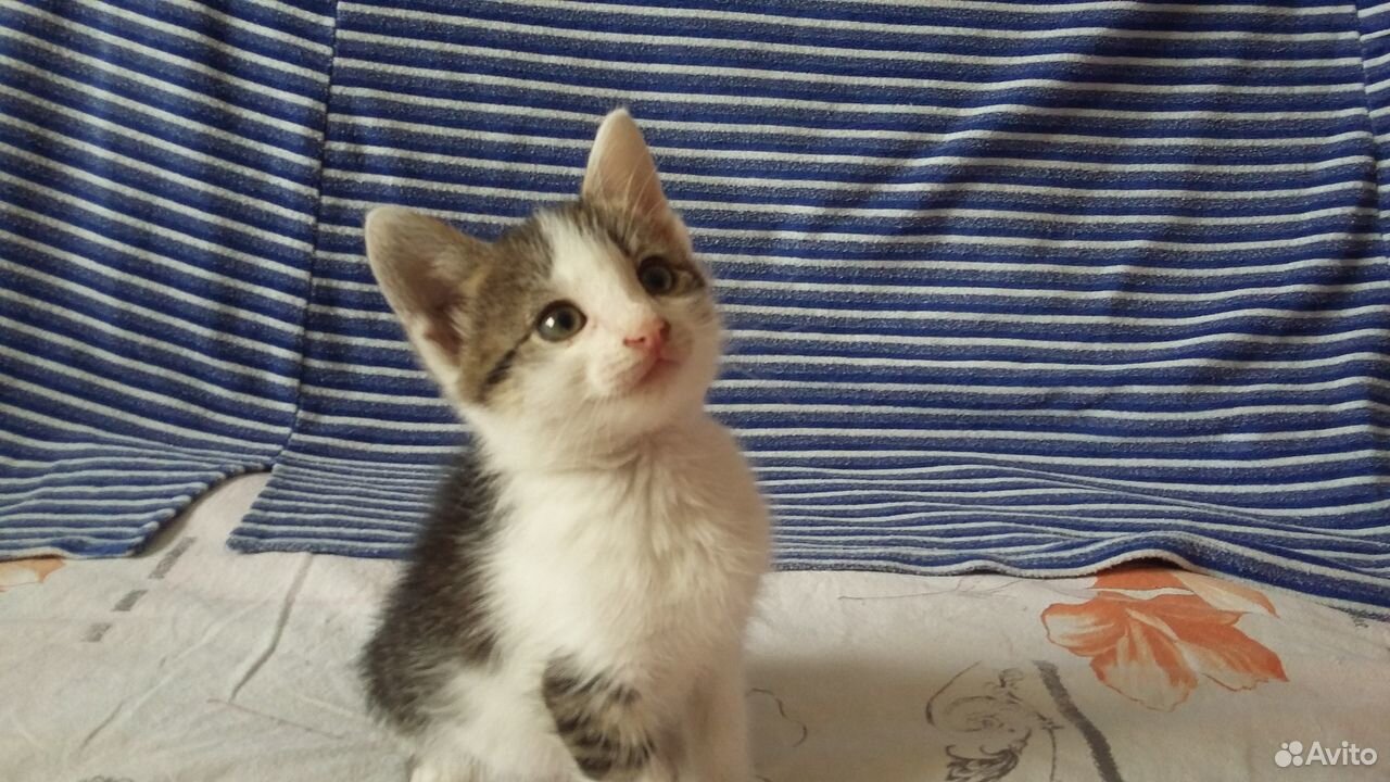 Лапушка котенок