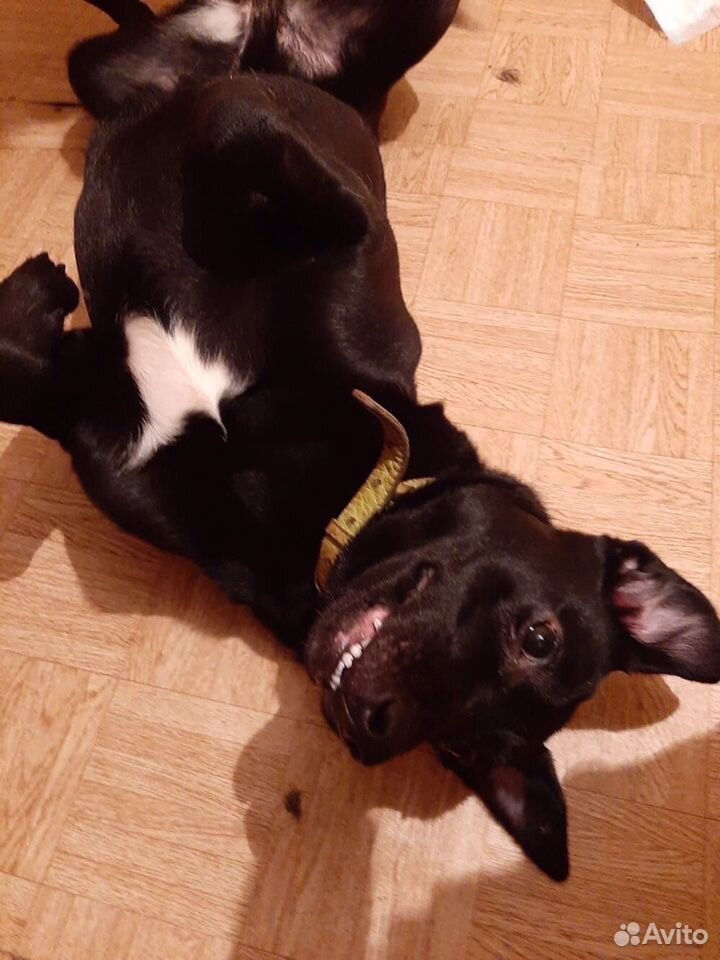 Собака Рада