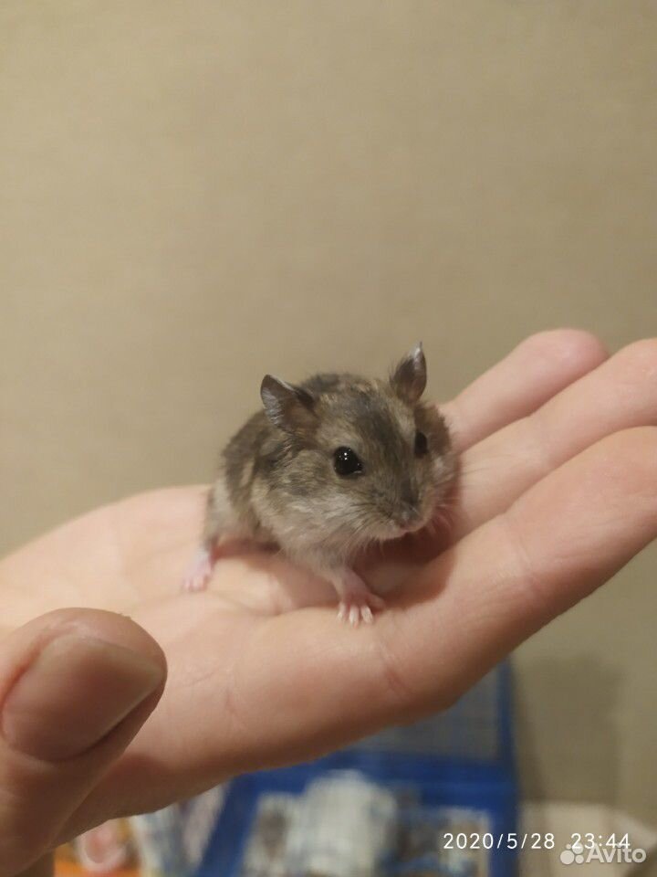 Джунгарский хомяк мальчик 1 мес