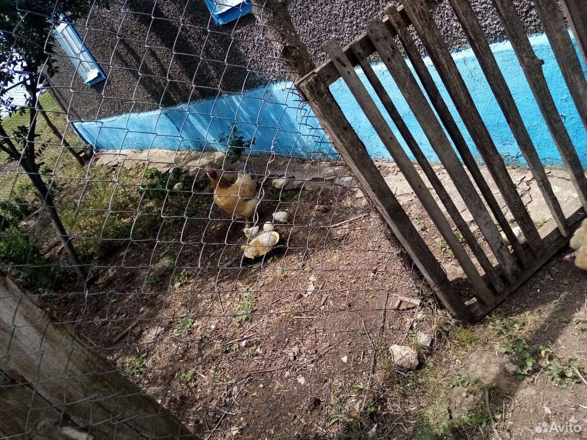 Цеплята, квочка с цеплятами