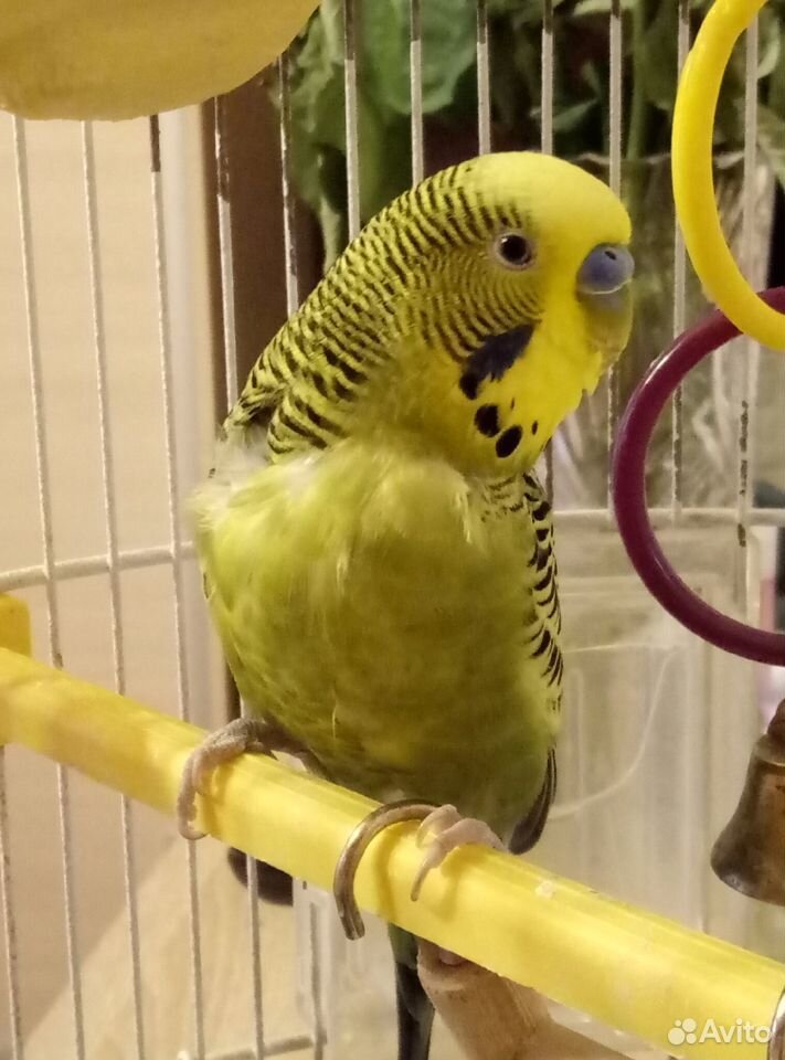 Воробей редкой породы в добрые руки