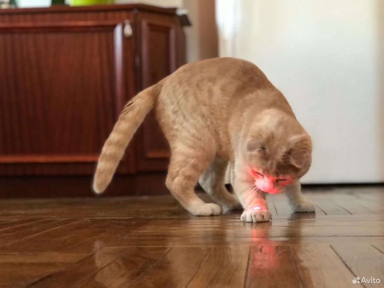 Кошка