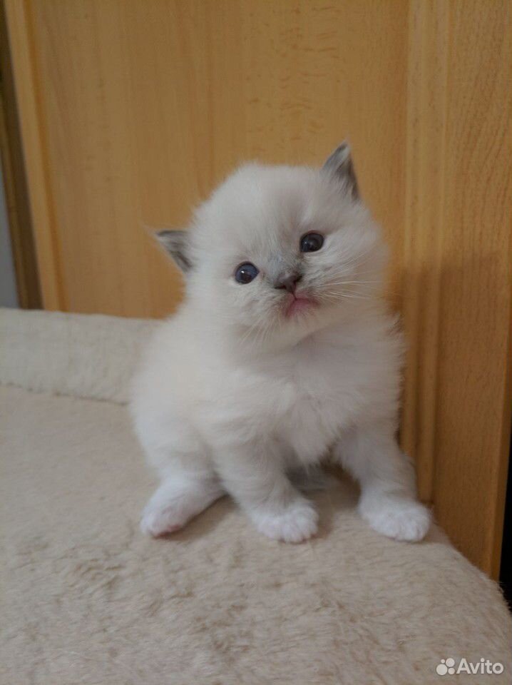 Малыш рэгдолл блю миттед