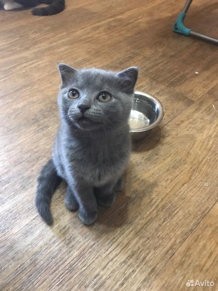 Продаем котенка из полной семьи