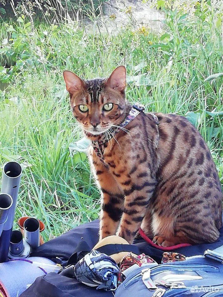 Пропал кот