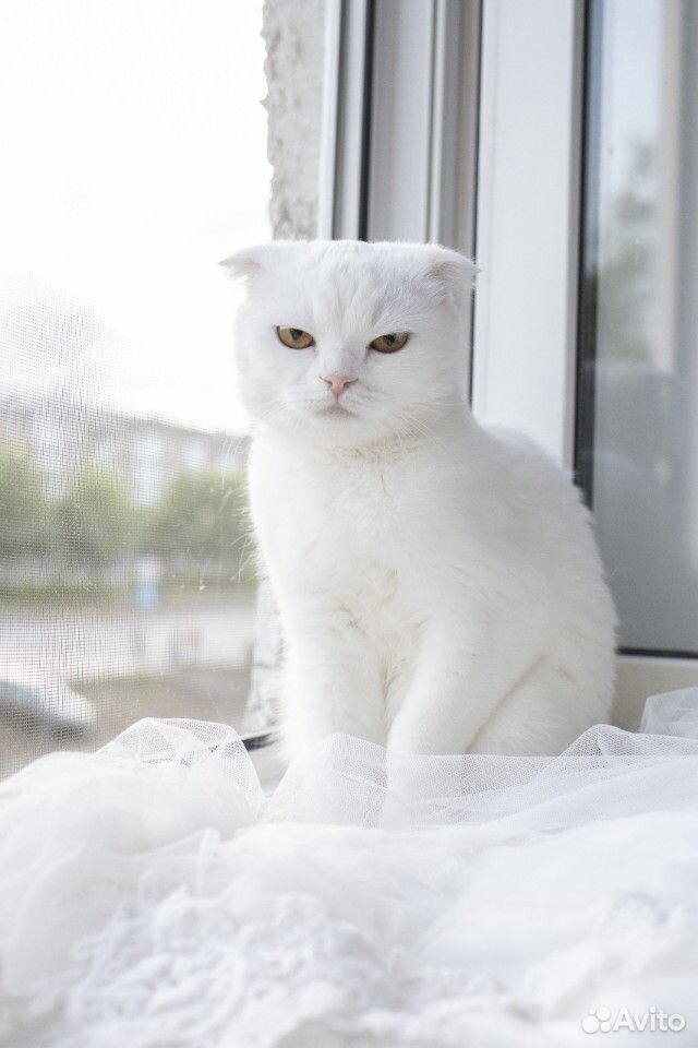 Кошка