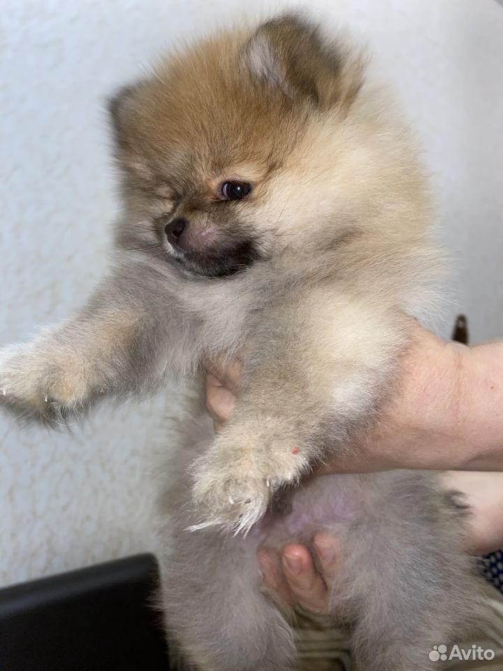 Щенки малого шпица. Рыжие