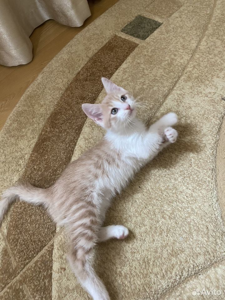 Милый Рыжик в добрые руки