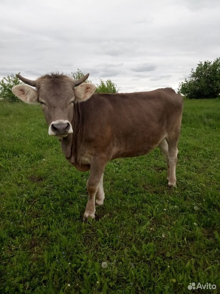 Продам телку