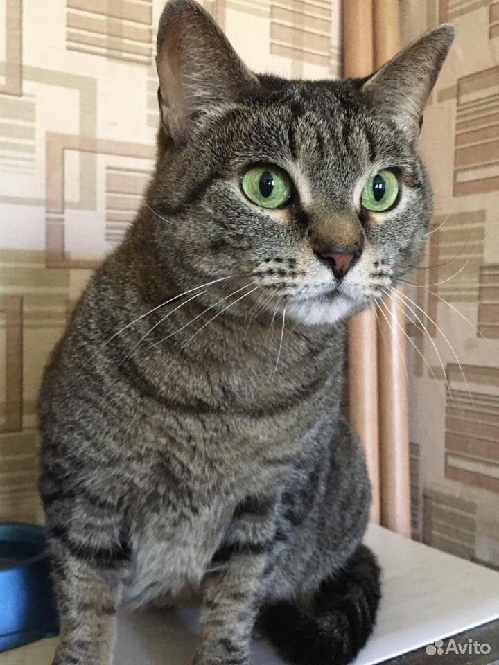 Кошка Лаура хочет в семью