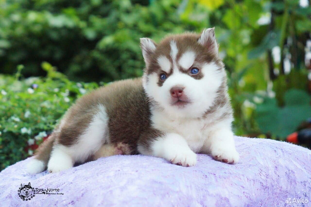 Шоколадки из питомника