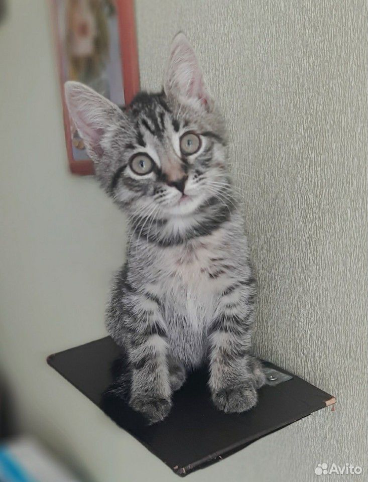 Котята полосатики ищут хозяев