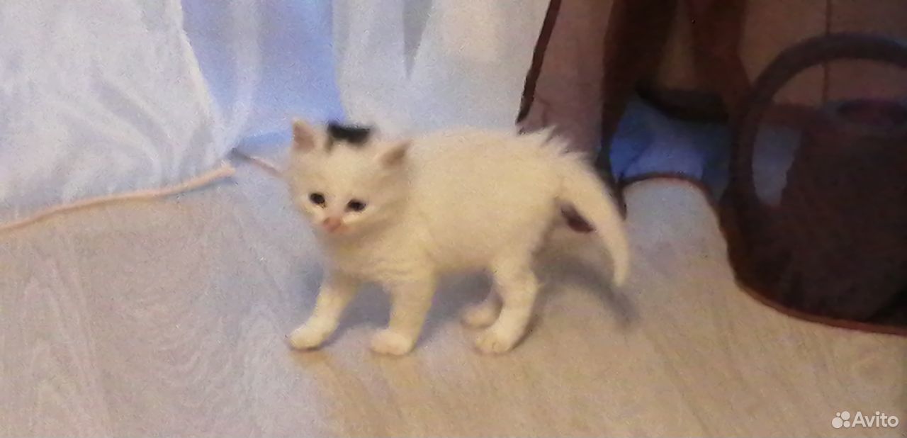 Кошечка 1 мес