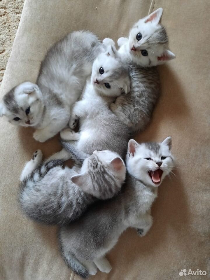 Котята серебряная шиншилла