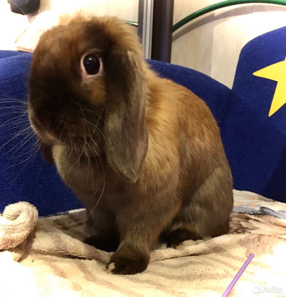 Сатиновый карликовый кролик барашек