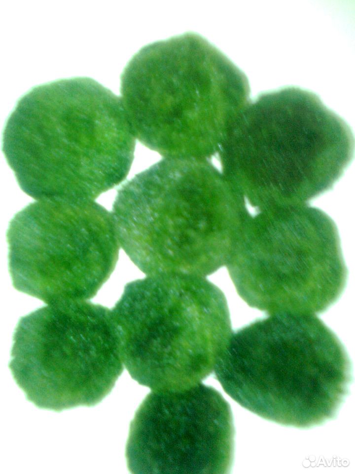 Эгаграпила Линнея