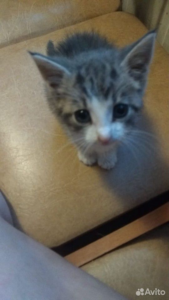 Котёнок