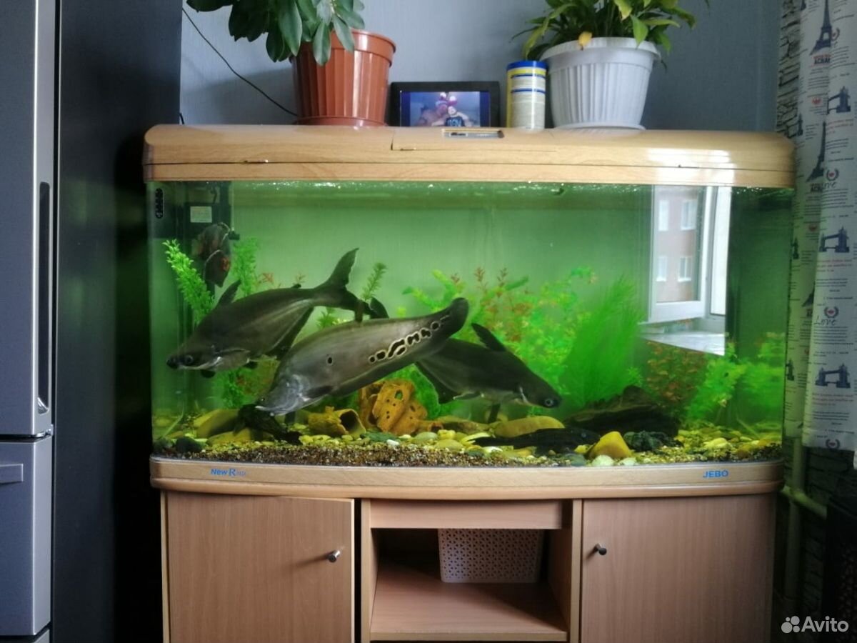 Аквариум 300 литров с рыбами