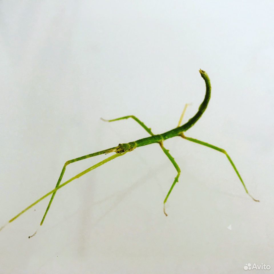 Отдам палочников