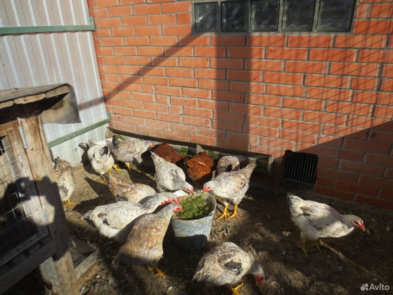 Куры Мастер Грей