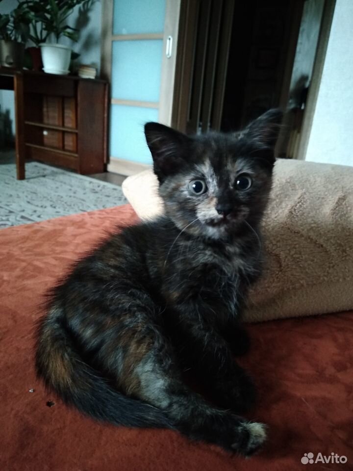 Котенок кошечка умная и ласковая