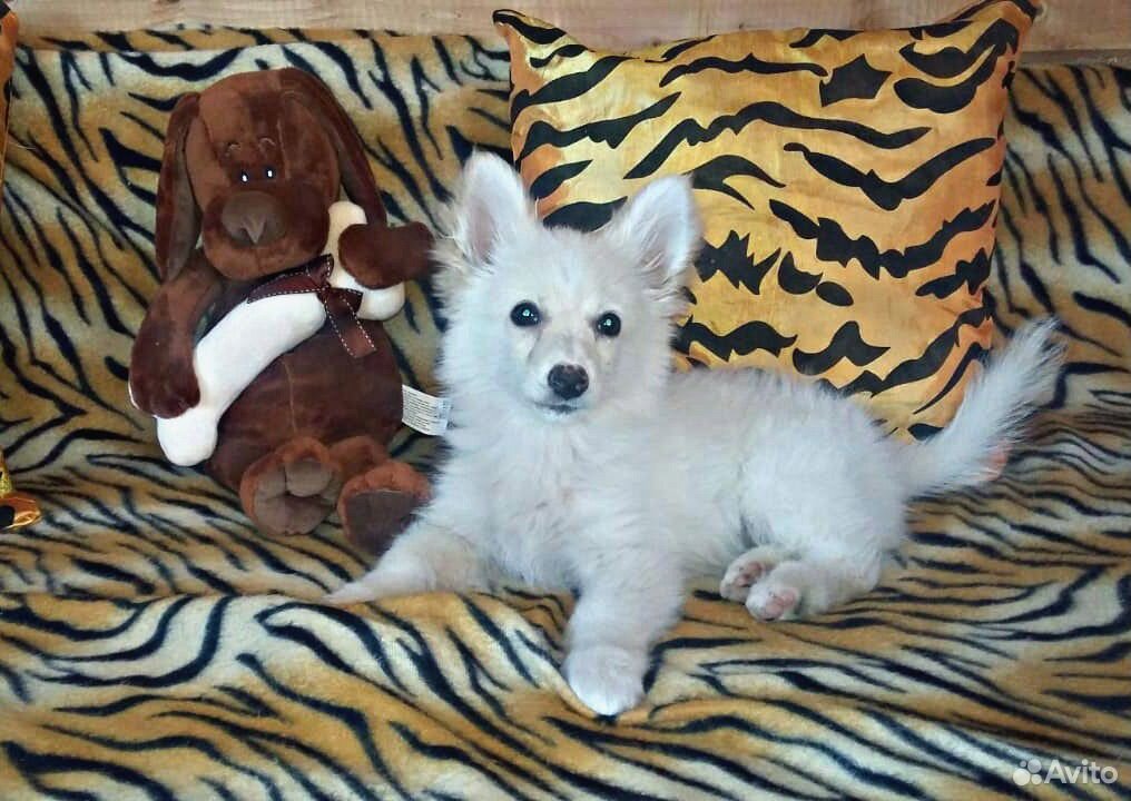 Щенок девочка,мелкая для квартиры