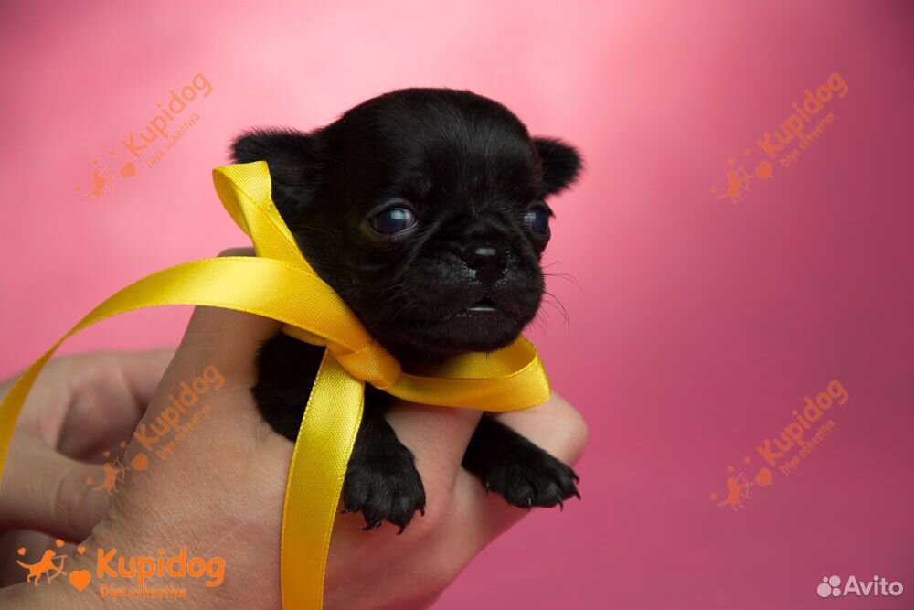 Пти Брабансон. Щенки