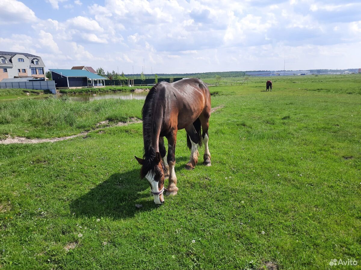 Лошади тяжеловозных пород