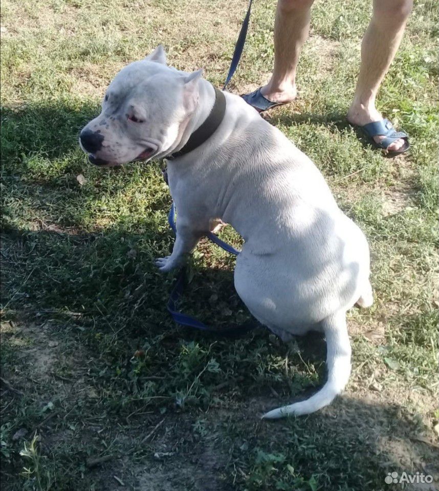 Стафордширский терьер