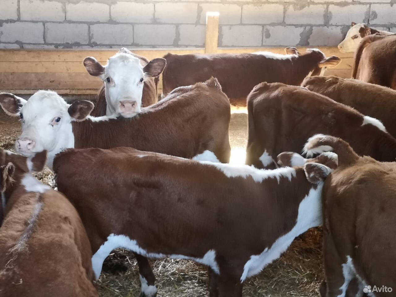 Бычки и тёлочки герефорды