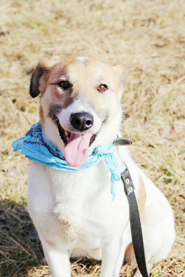 Розочка в добрые руки