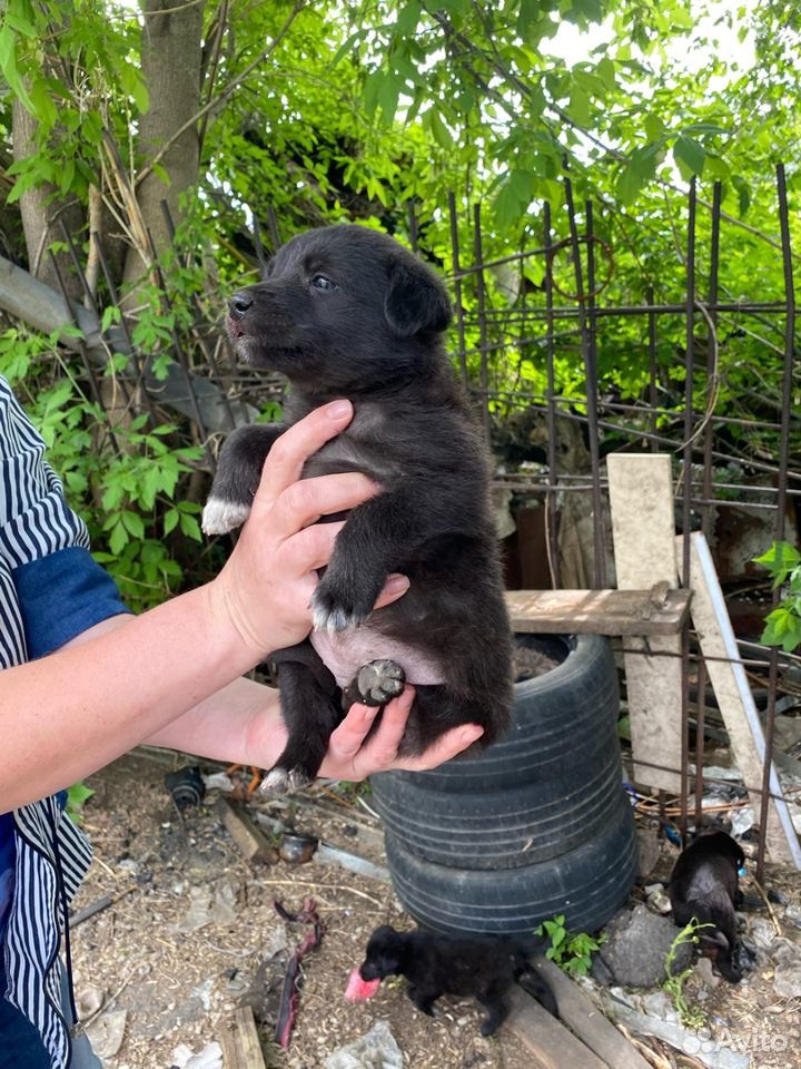 Алиске хочется Домой