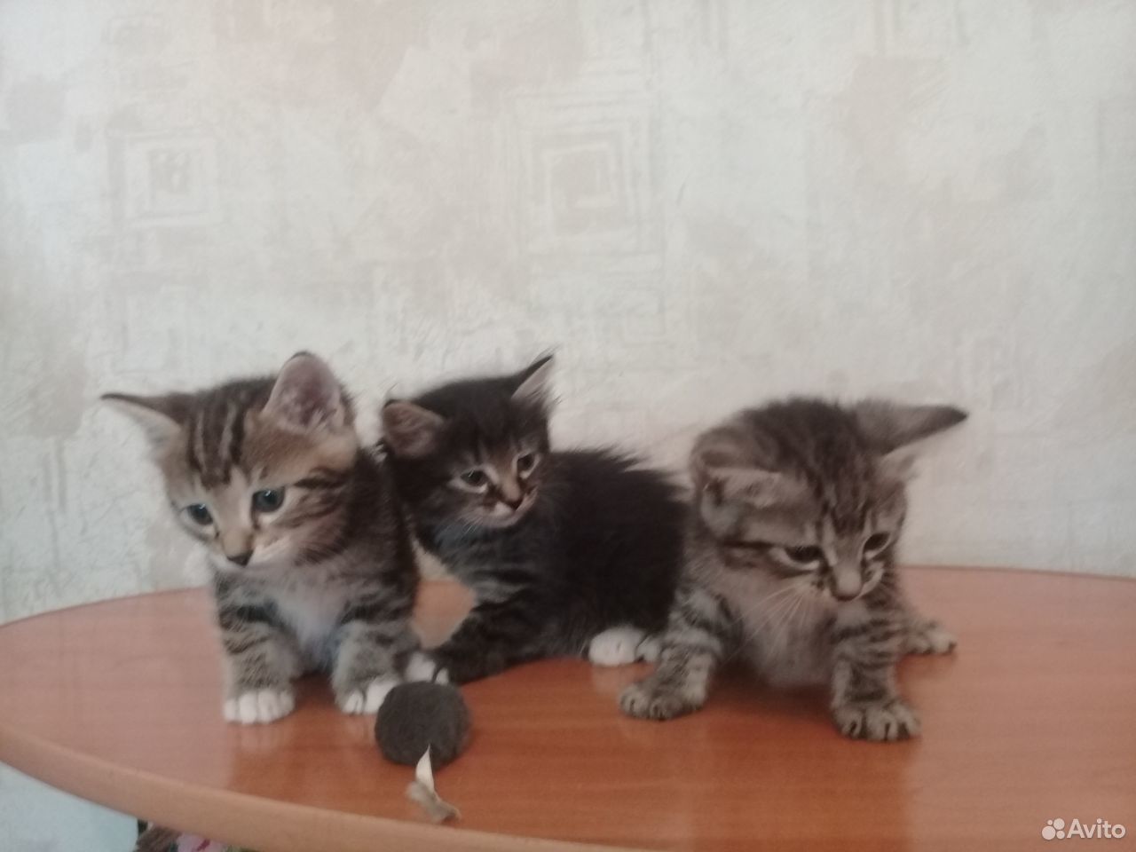 Котята Курильского бобтейла