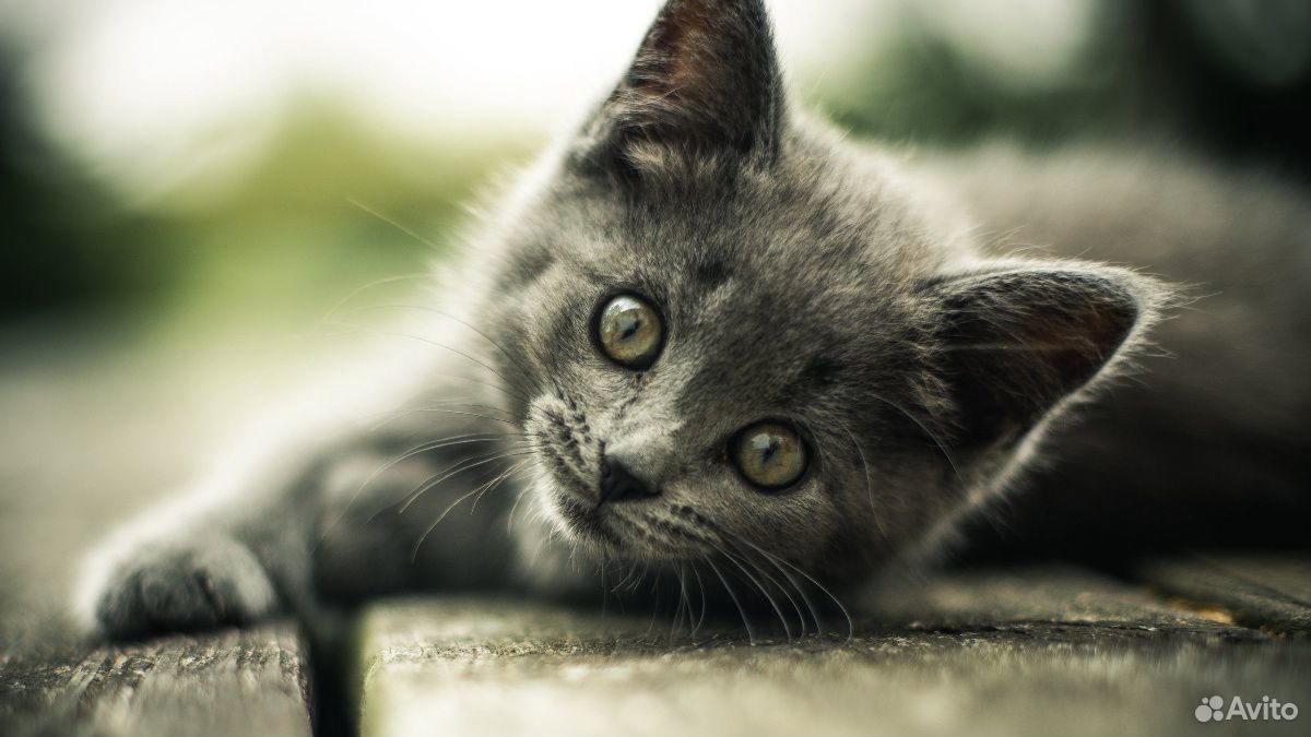 Котенок