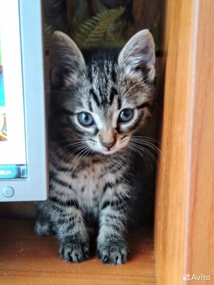 Милый котенок принесет счастье в ваш дом