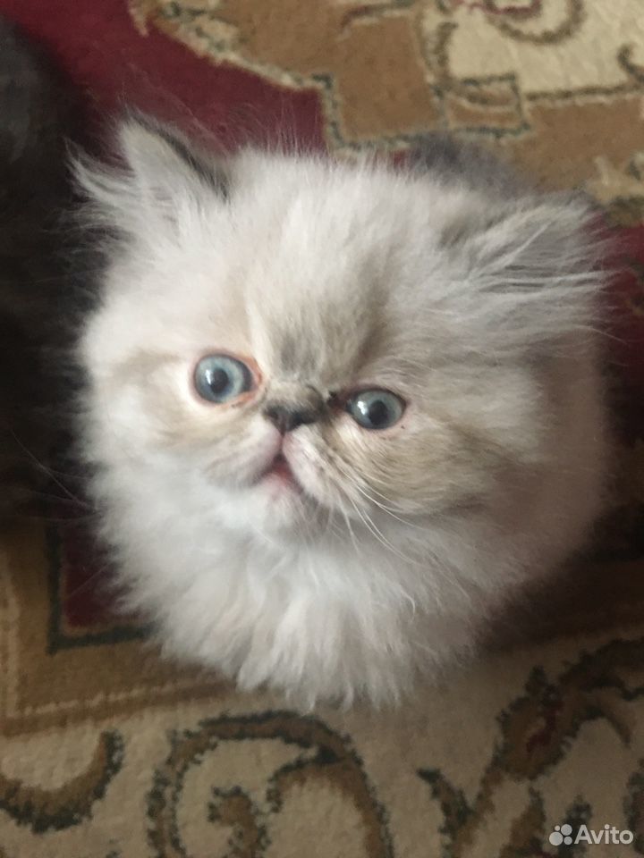 Персидская