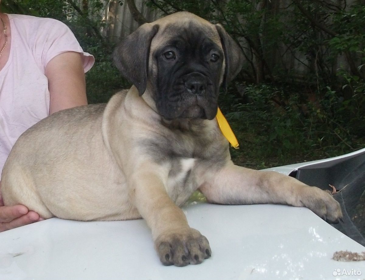 Бульмастиф