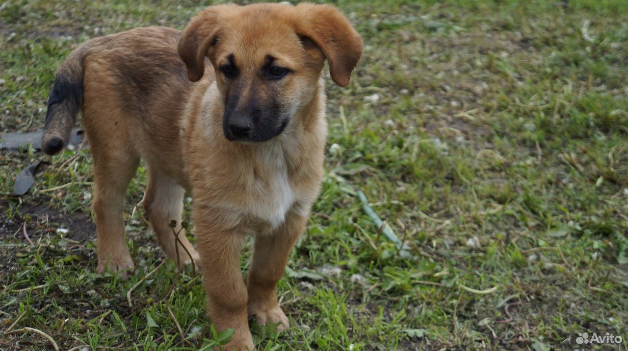 Щенок Ириска