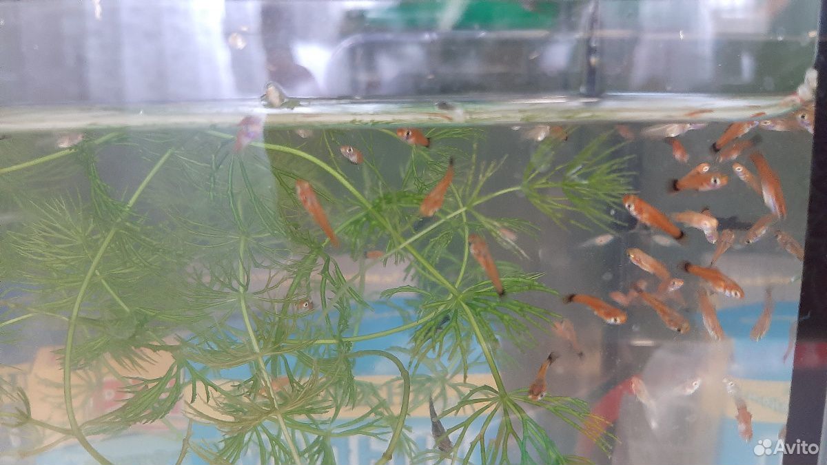 Меченосцы рыбки аквариумные