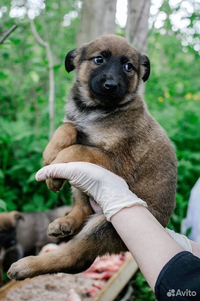 Собака, щенок