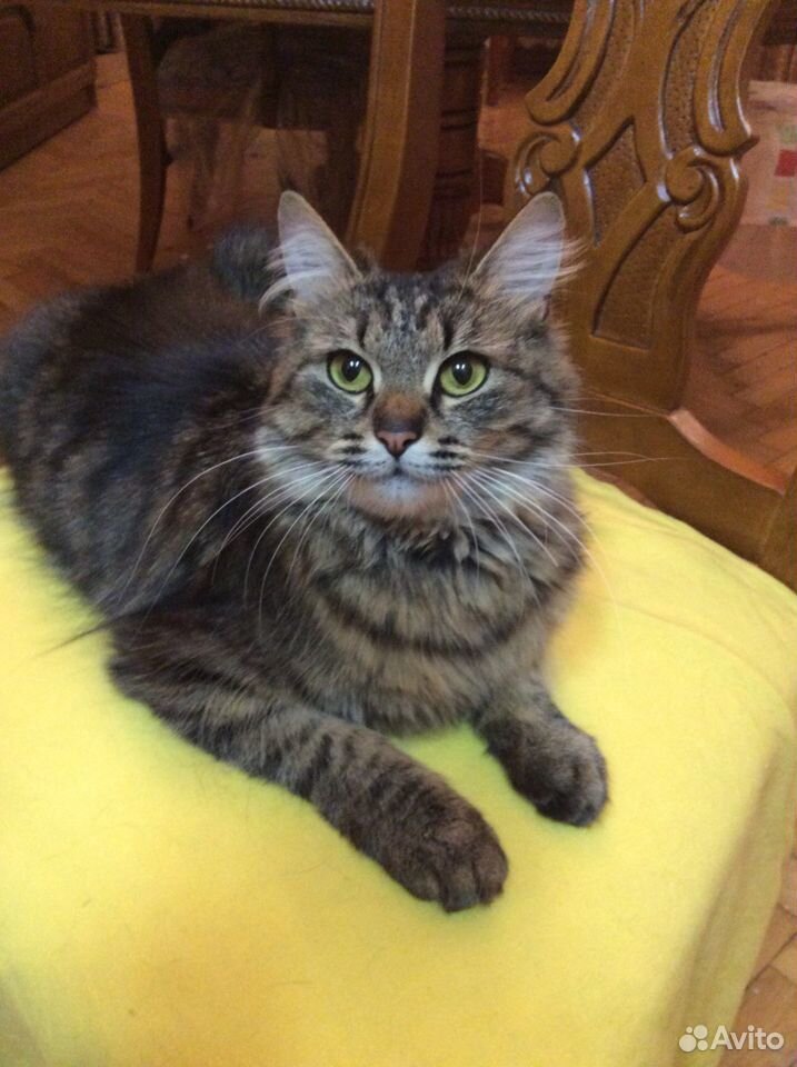 Очаровательная Василиса в добрые руки