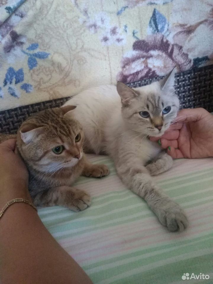 Отдам в добрые руки двух кошечек